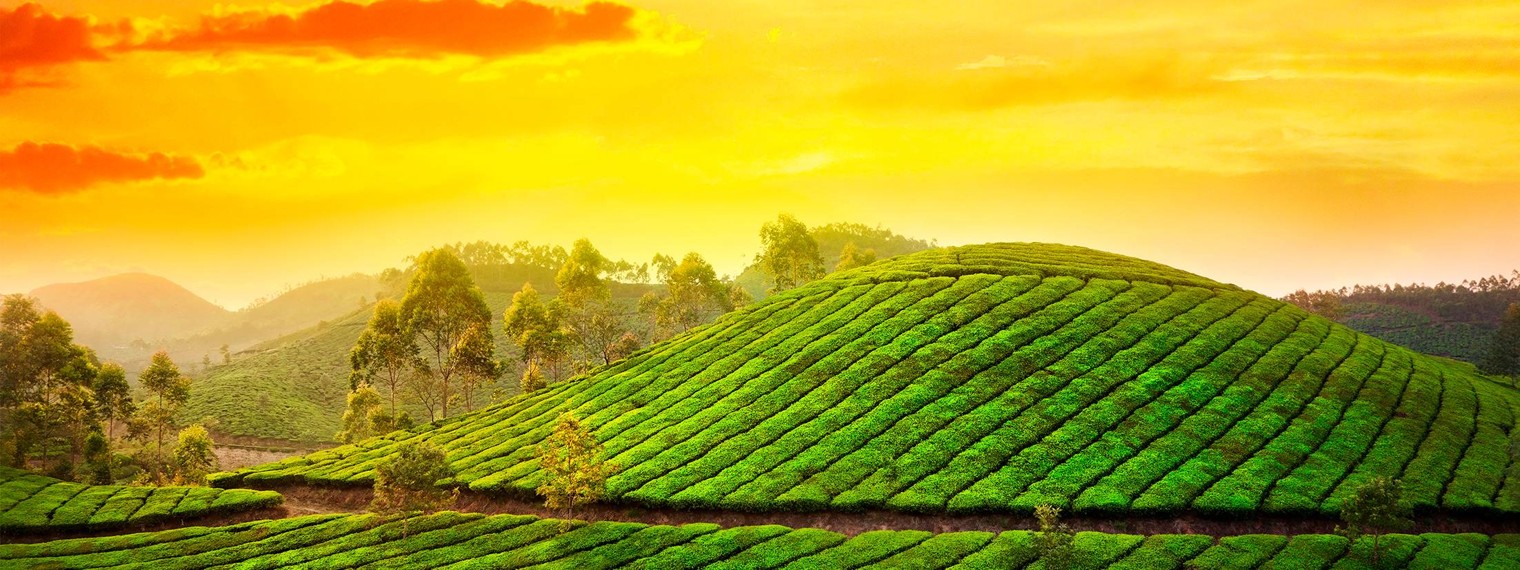 ЛАВКА КОФЕ ЧАЯ