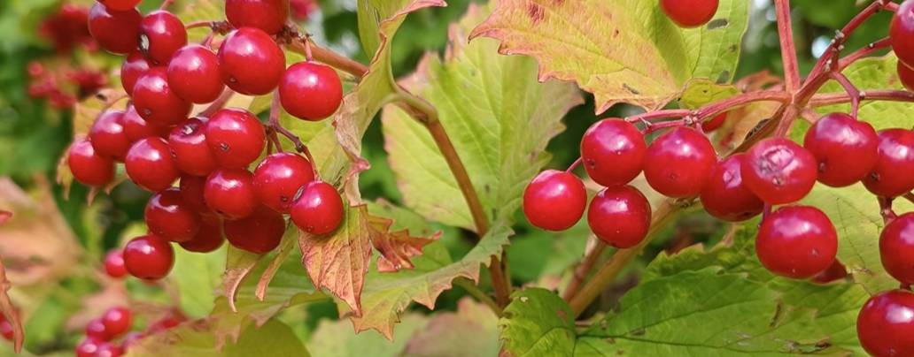 Настя из прошлого