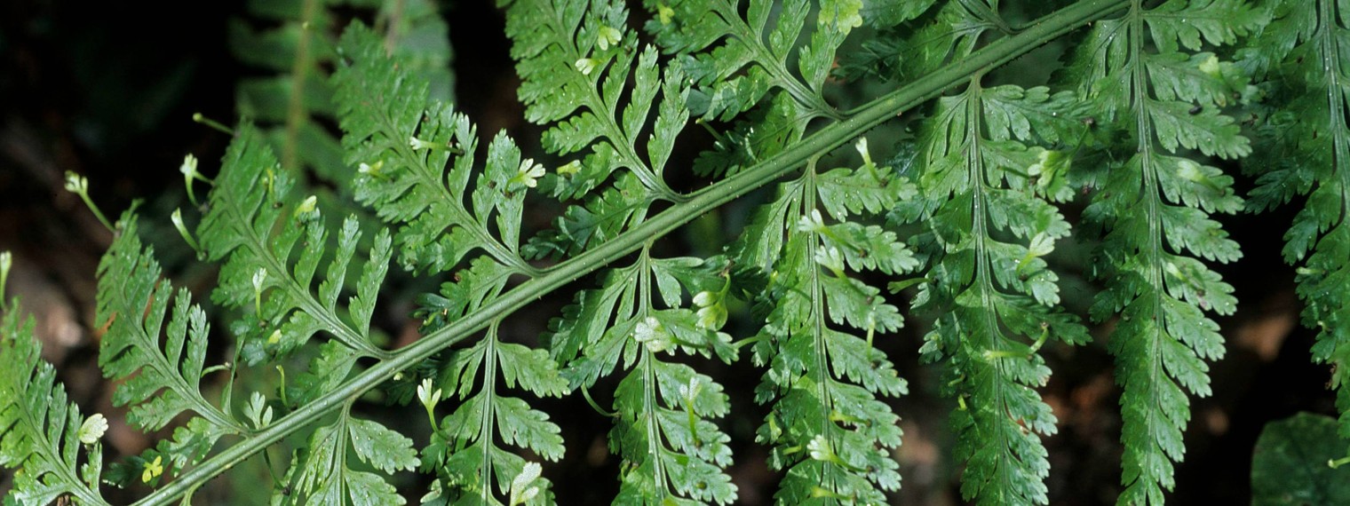 Садовый центр "Красная Нива"