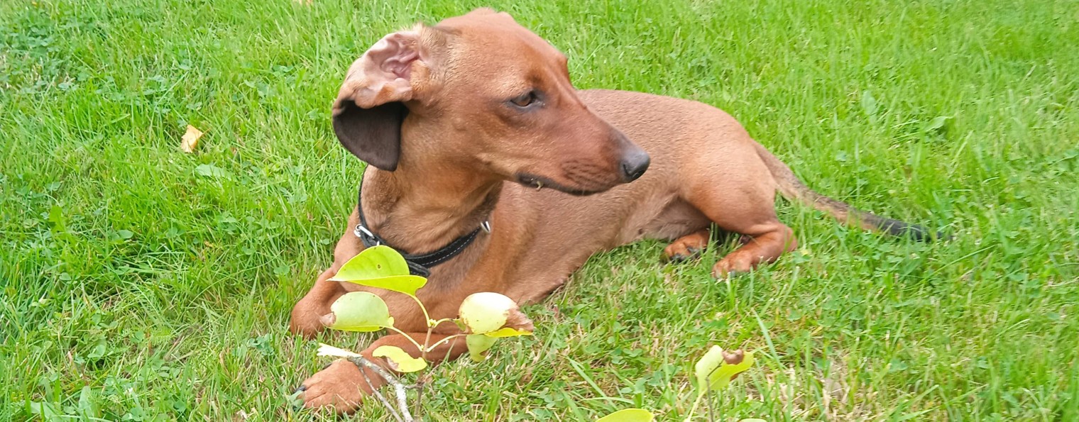 Собака в семье