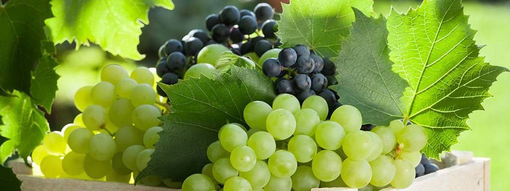 ВИНОГРАДНЫЙ РАЙ