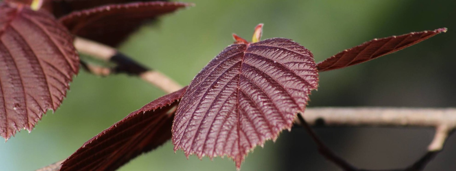 Владимир Натуралист