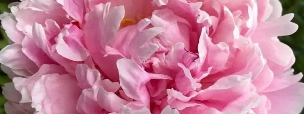 Мурзик, Муся и остальные 💫