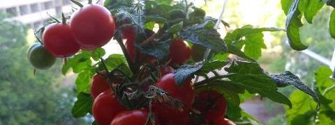 ТОМАТЫ НА БАЛКОНЕ