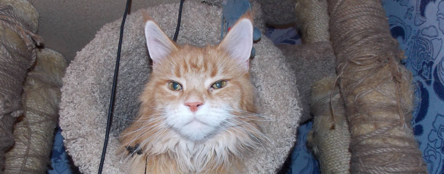 Ворон Неверморов