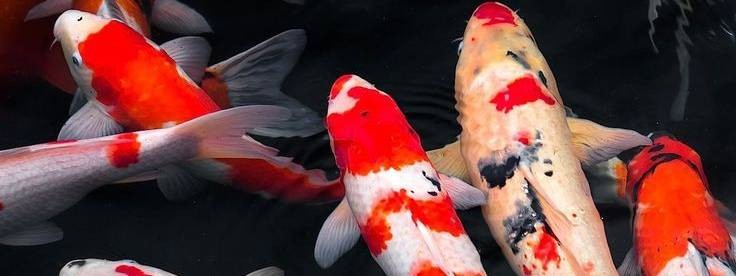 Карпы кои, аквапоника, выращивание рыбы и растений