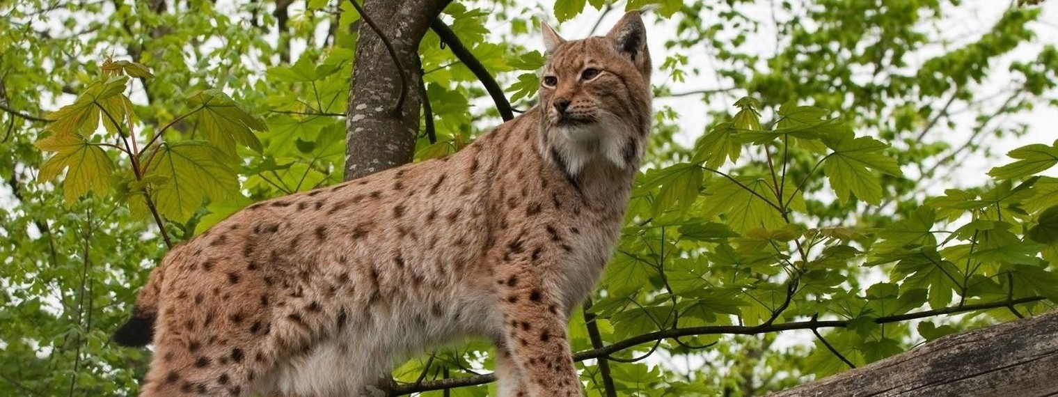 О медицине и здоровье