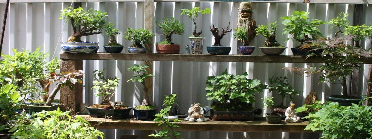 Silver fox-  Авторский бонсай в России