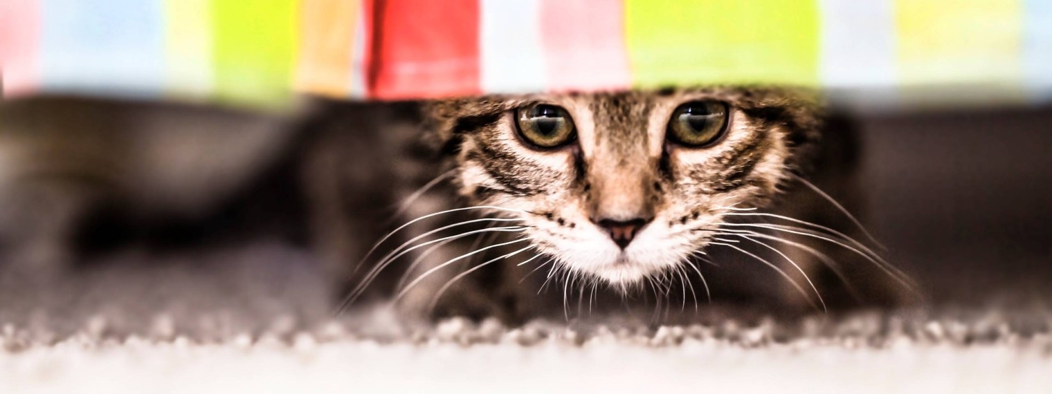 Четыре Лапы