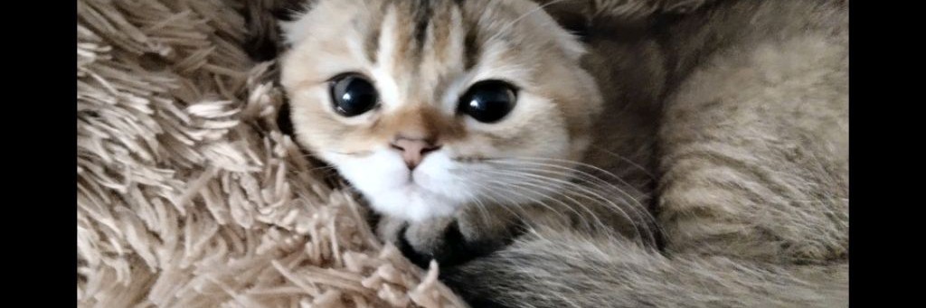 🍄Вероничка✨