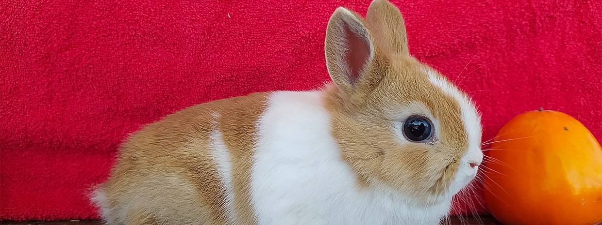 Добрый кролик