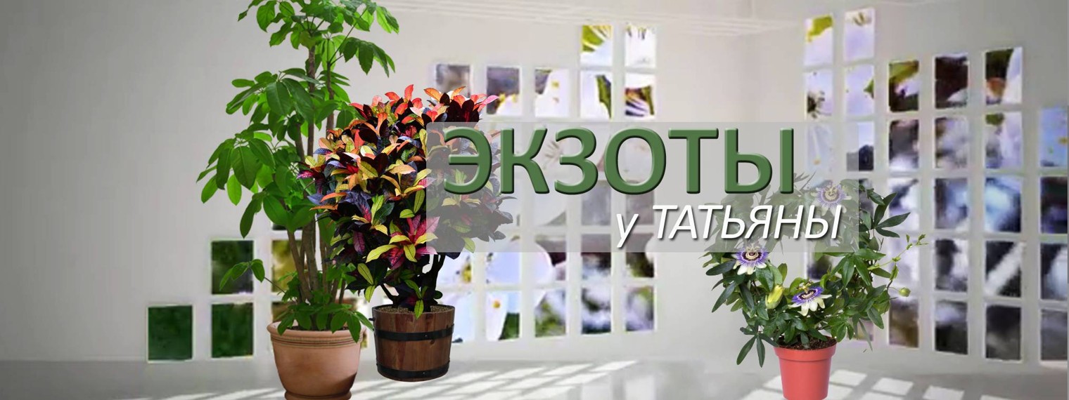 Экзоты у Татьяны & всё обо всём