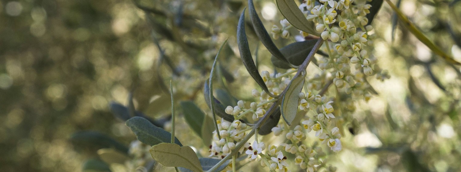 ITLV - звучит со вкусом!