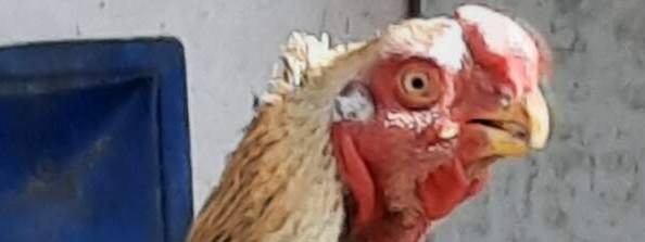 Питомник О-Шамо.Шу-Шамо.Азиль.Александра Хамидова