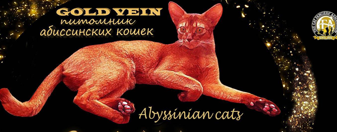 Питомник абиссинских кошек GOLD VEIN СПб