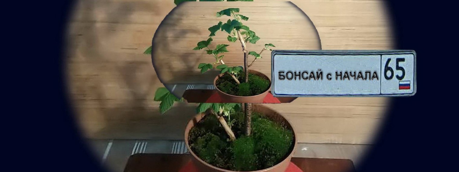 БОНСАЙ с НАЧАЛА 65