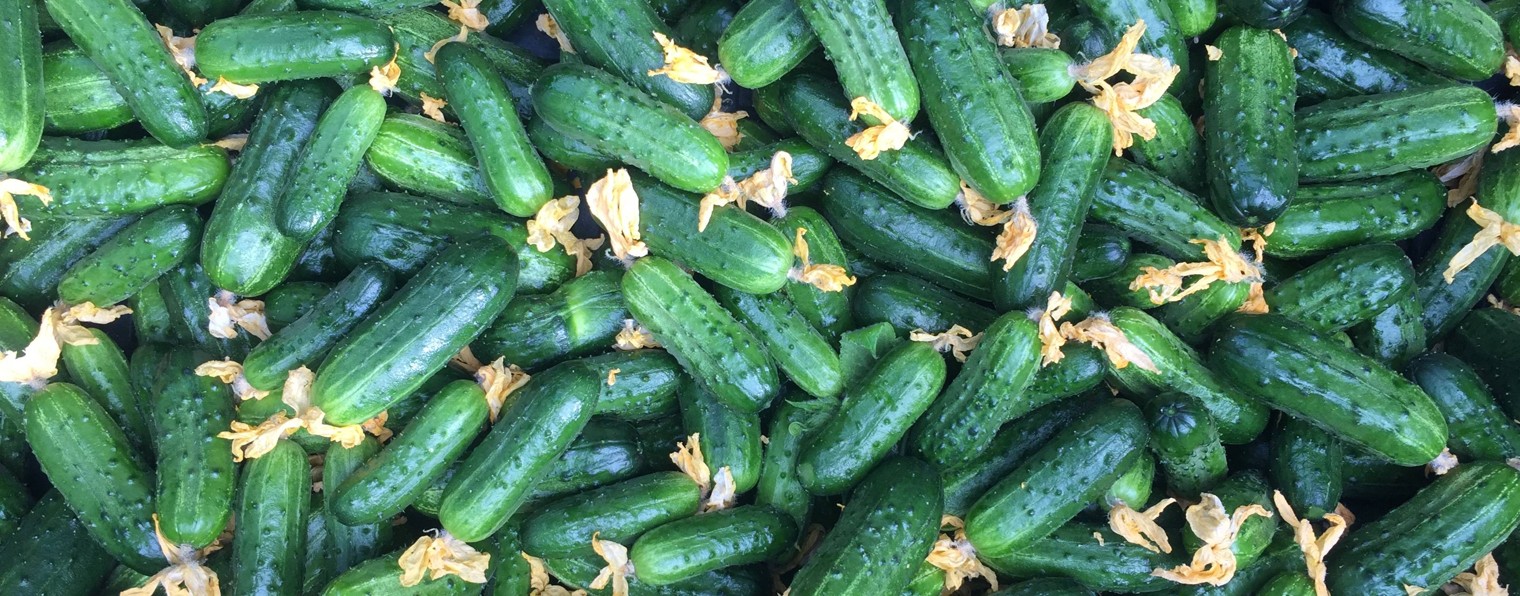 Агрофирма Манул