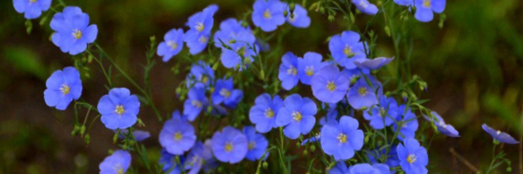 SvetSonnik (и кот Василий)