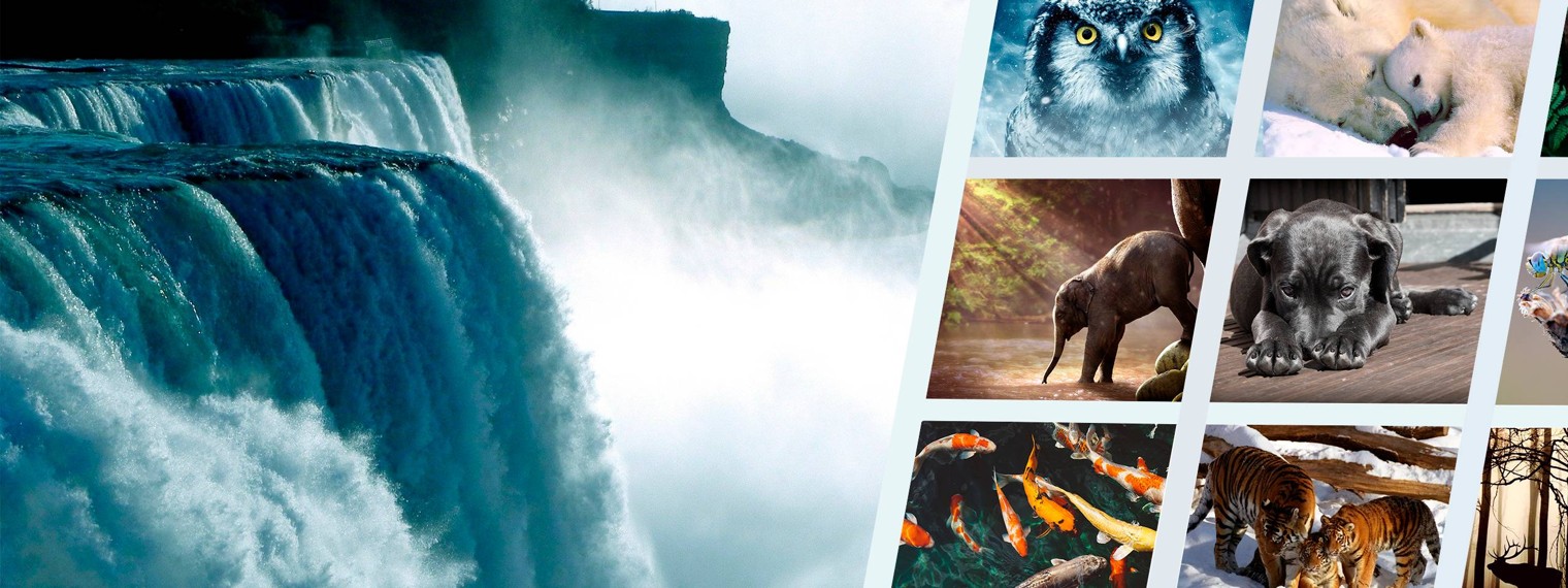 ПРО ЖИВОТНЫХ