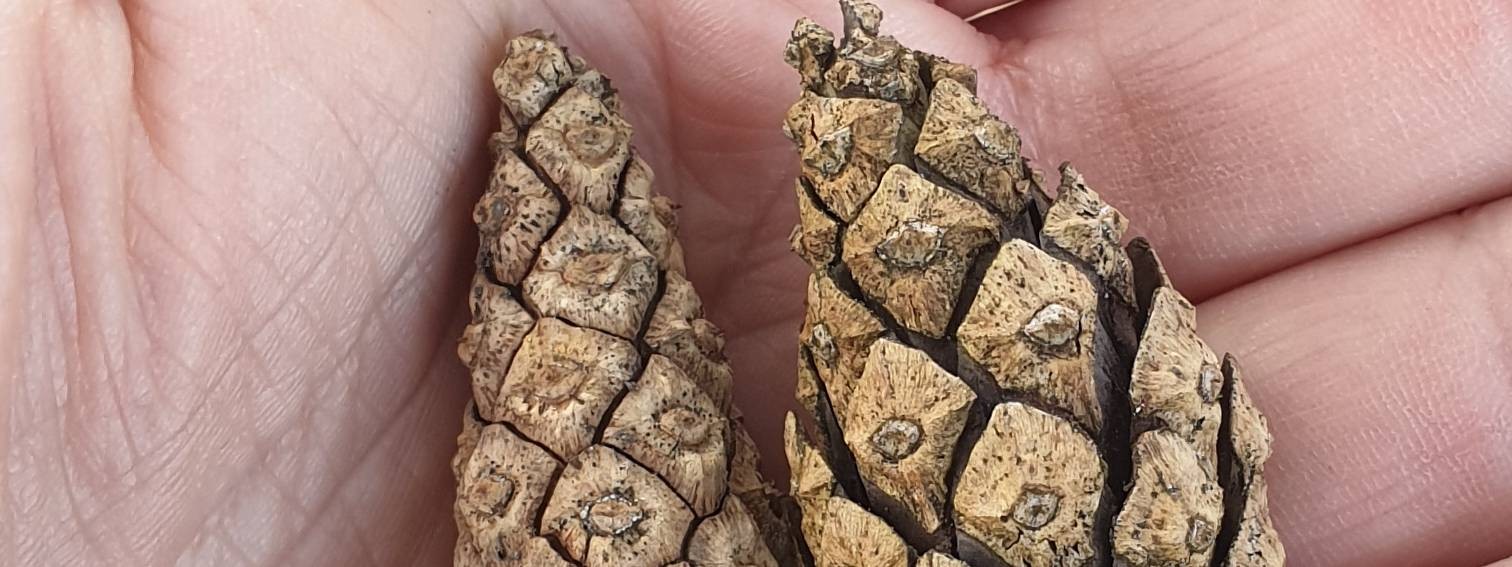 Александр Сергеев