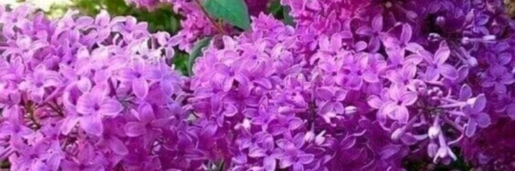 Ирина  Бражник