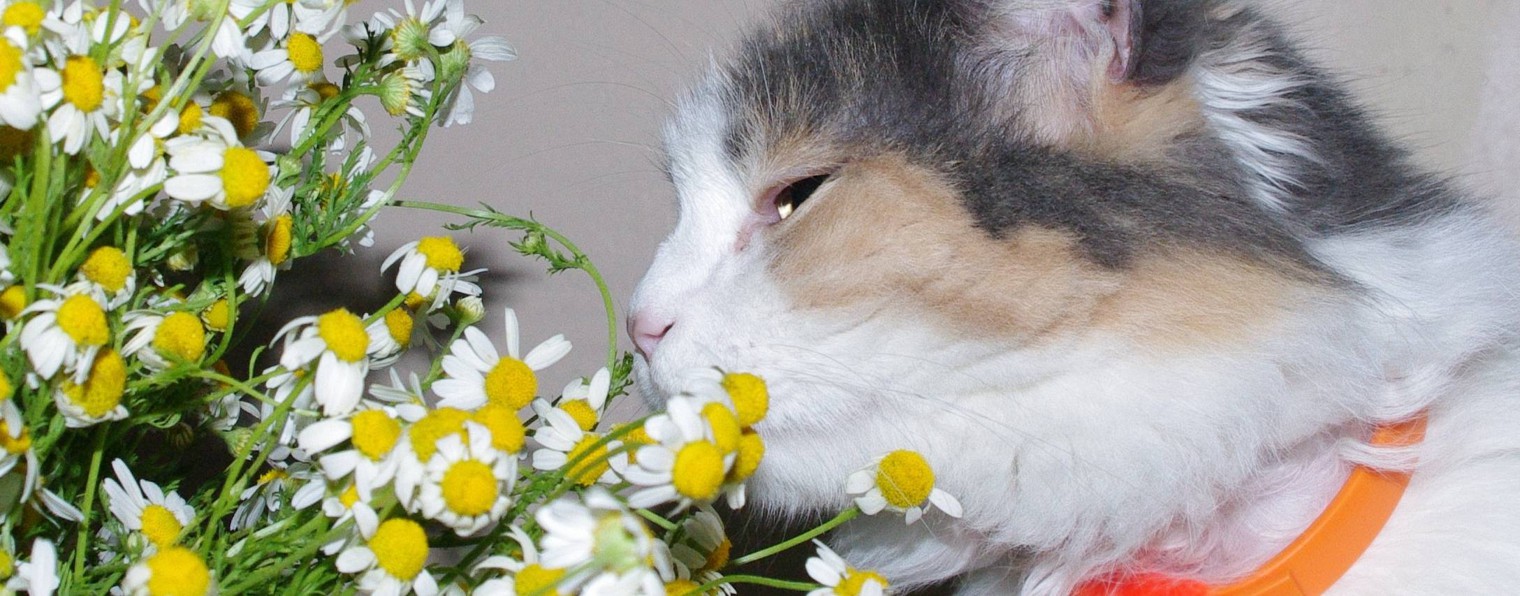Анна Ахули