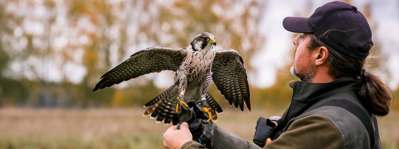 Константин Соколов. Около птицы