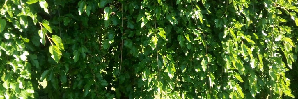 ДАШИН РЕПОРТАЖ