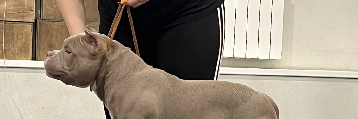 Питомник американских булли