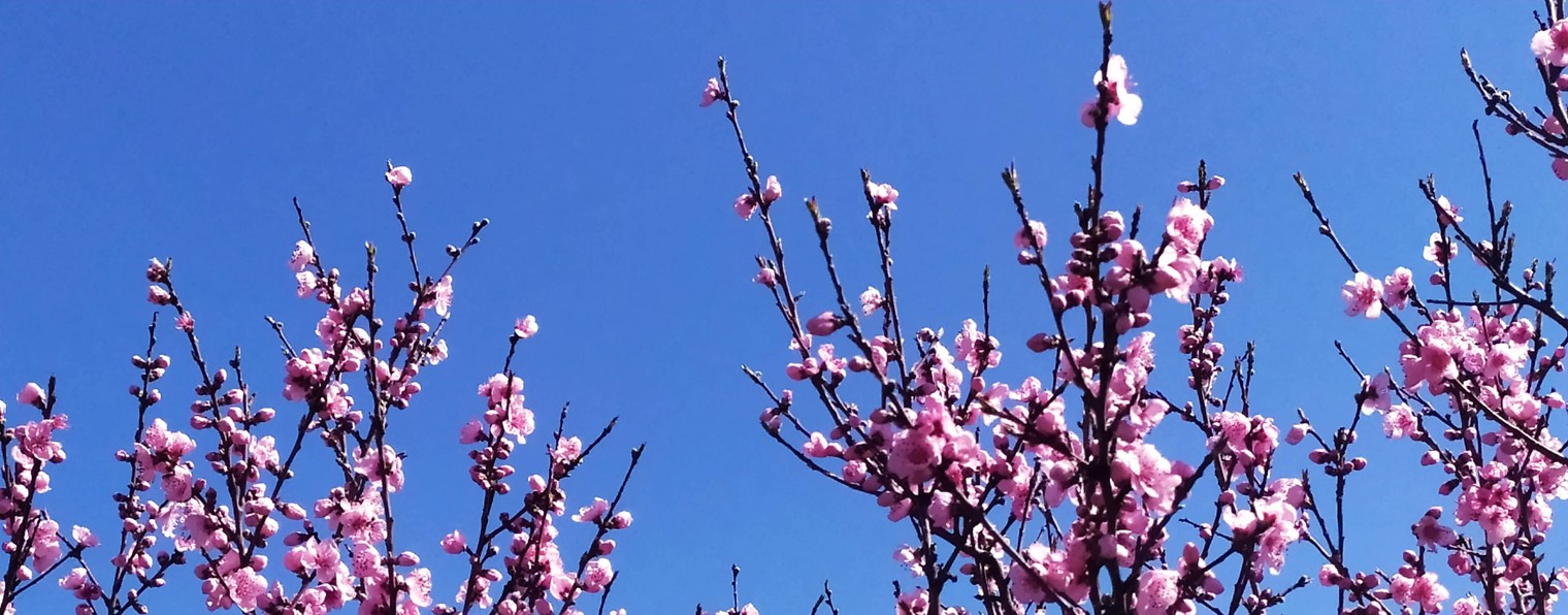 Ольга Шумская