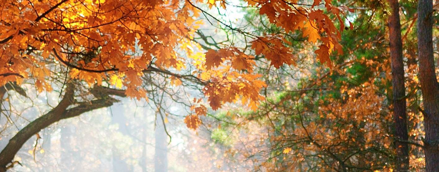 Такие разные истории любви