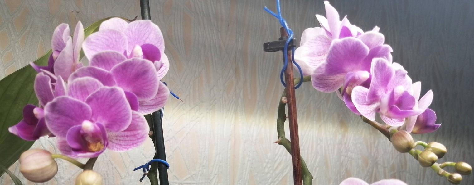 Цветочки Цветоманки