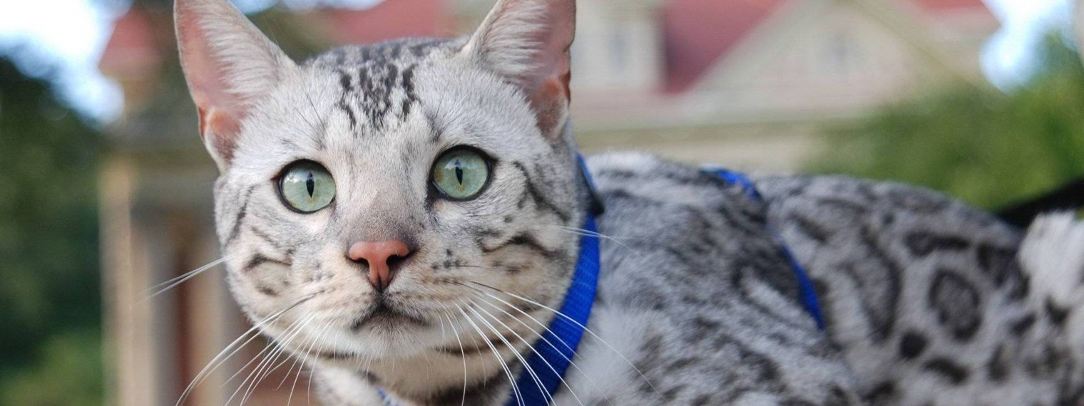 Смешные Животные