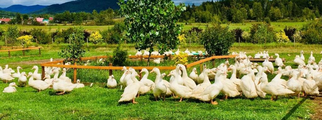 ФУА-ГРА Центр | Школа гаважа.