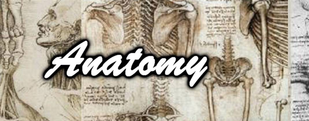 КЛИНИЧЕСКАЯ АНАТОМИЯ