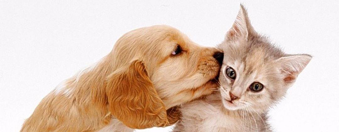 Доброе сердце животных