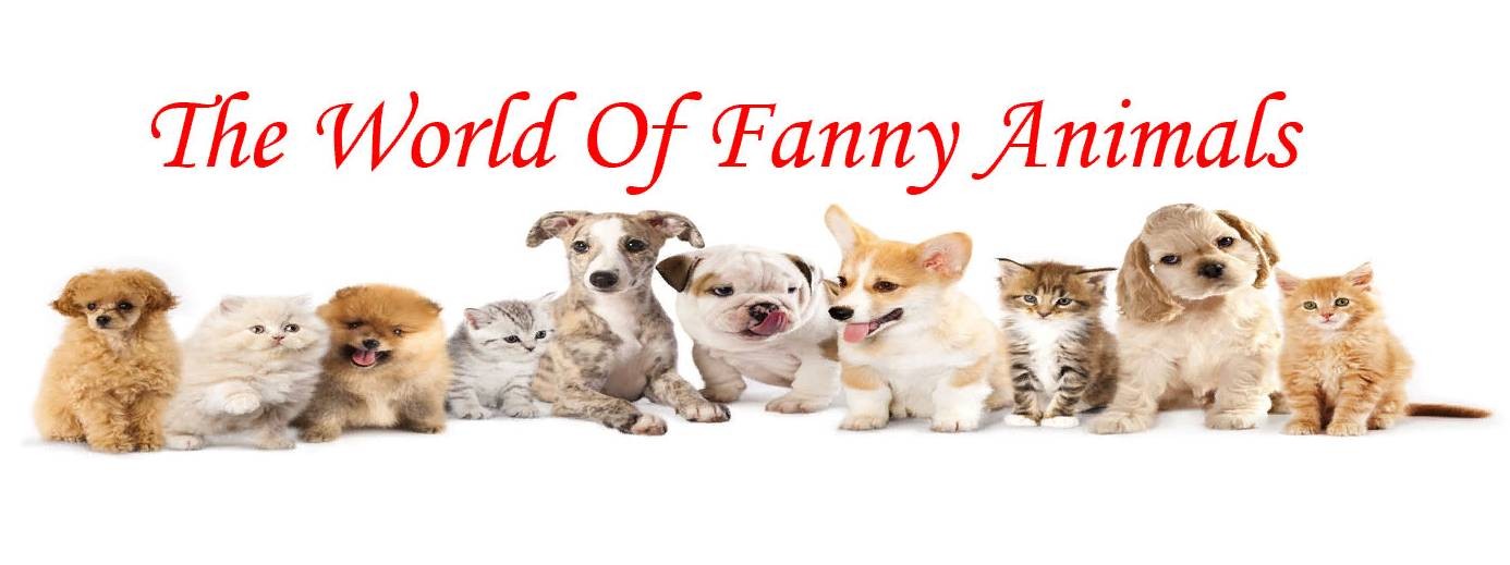 Приколы с котами, приколы с собаками!