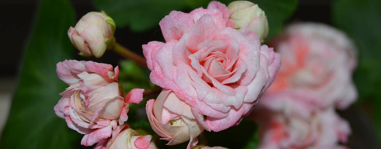 Садоводство с Еленой