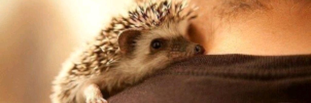 КАТЕРИНА ПЕТРОВА