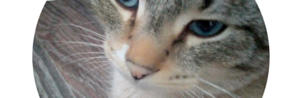 Котики и пчелки