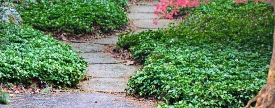 "ДИВНЫЙ САД без лишних хлопот" КЛУБ