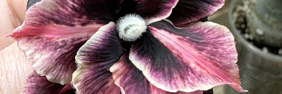 Цветочный рай