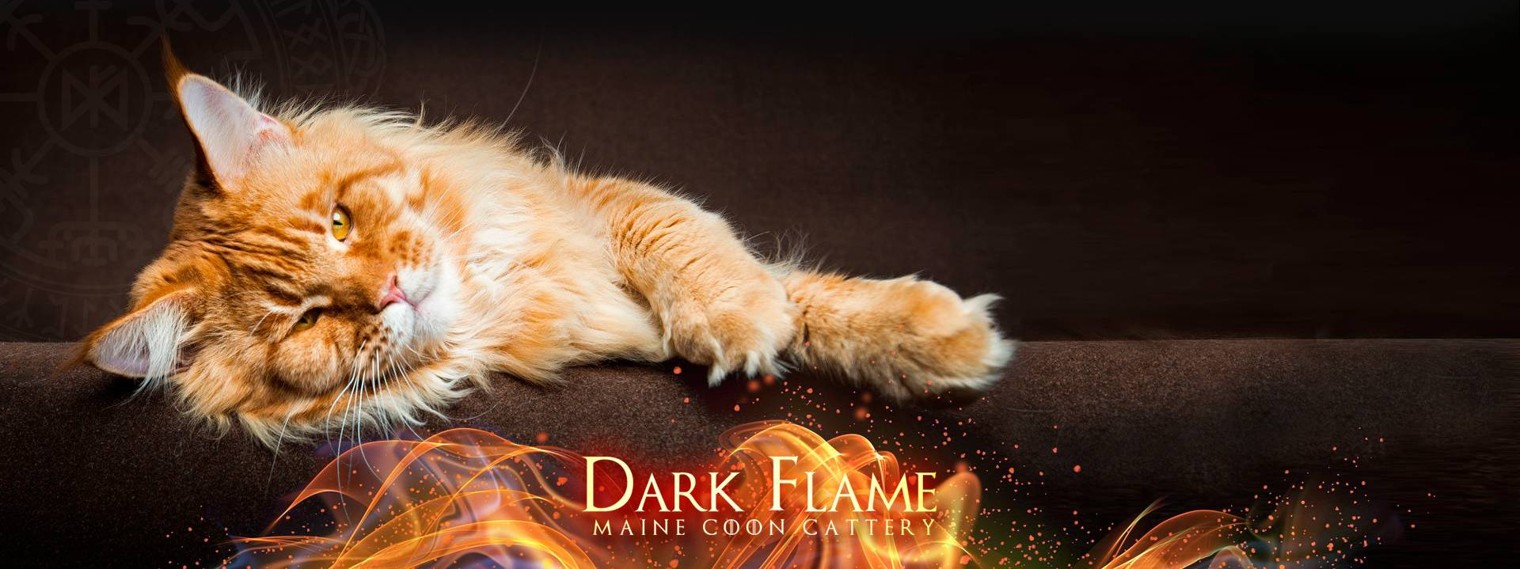 Мейн Кун КотоФейня Dark Flame