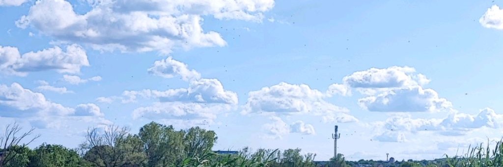 Многодетная семья Винк