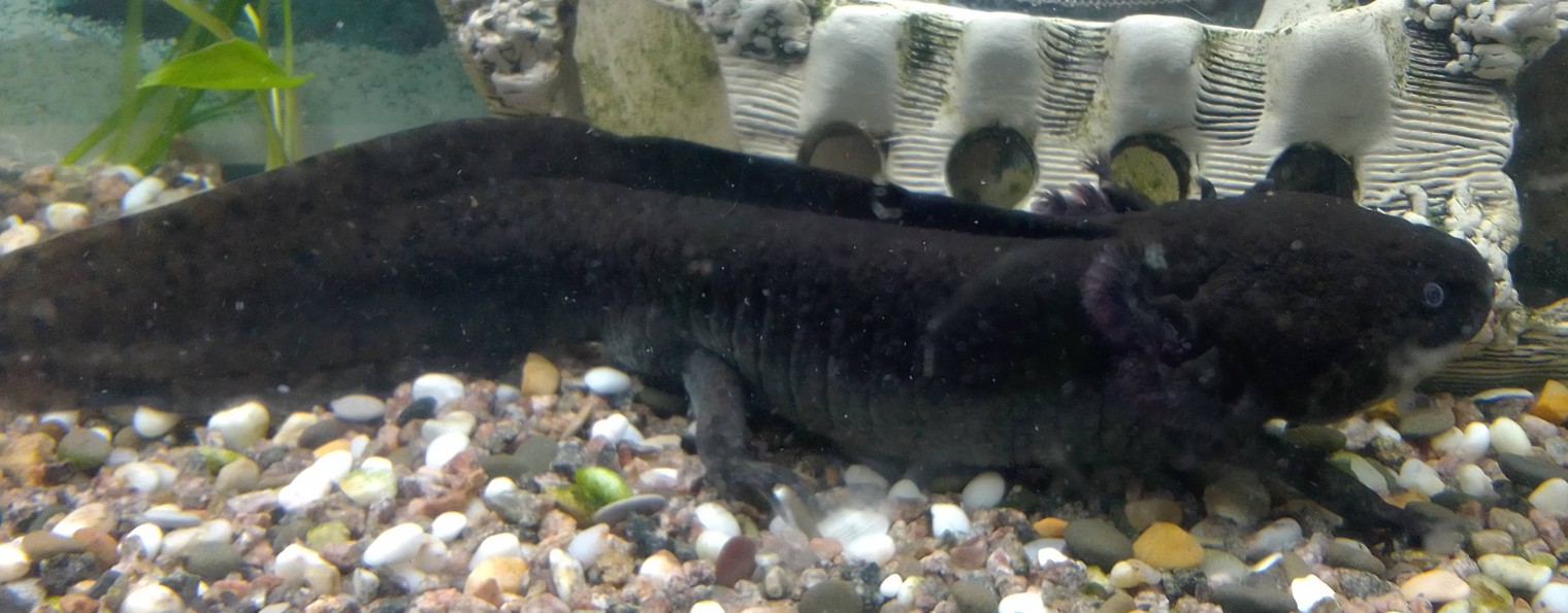 Про аксолотлей и не только 👌