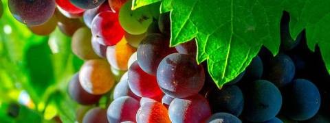 Напитки своими руками