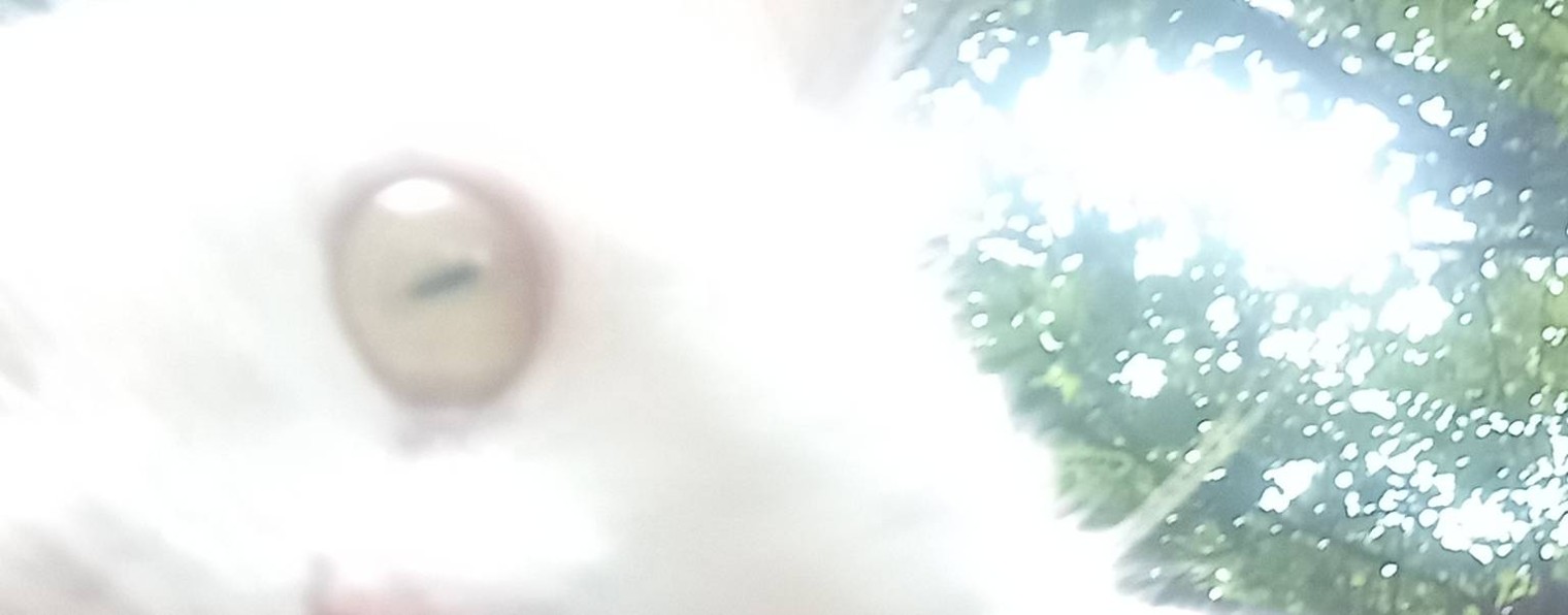 Живой город