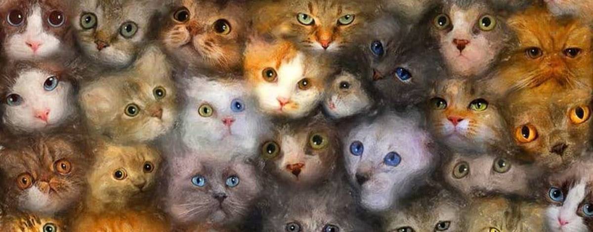 Котики в кадре