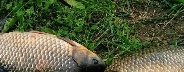 Сумасшедший спиннигист