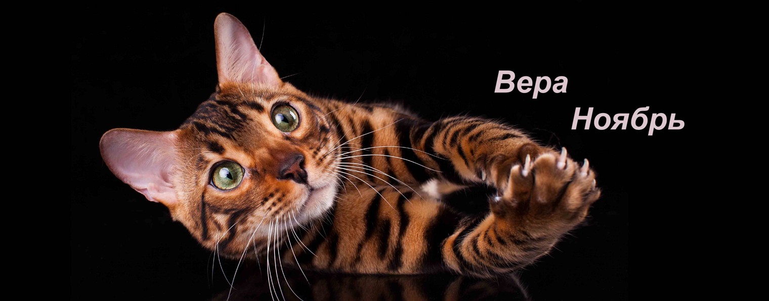 Вера Ноябрь